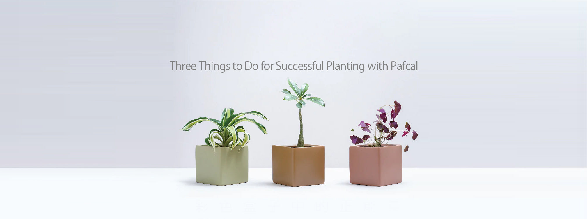 3 Things to Do for Successful Planting with Pafcal – VWOWGIFTS